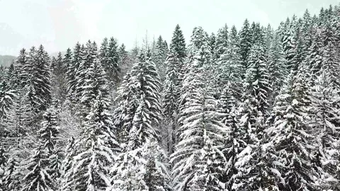 beautiful snow-capped pine trees in the ... | Stock Video | Pond5