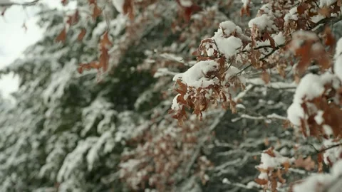 Beautiful Snow Falling on Trees in The B... | Stock Video | Pond5