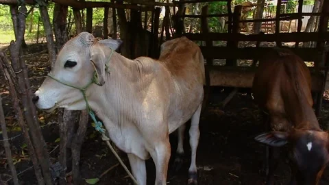 Zebu Stock Footage ~ Royalty Free Stock Videos | Pond5