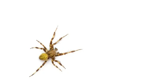 Beautiful spider crawling on the screen ... | Stock Video | Pond5