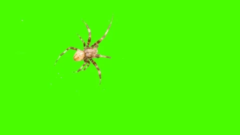 Green Screen Spider Stock Video Footage | Royalty Free Green Screen ...