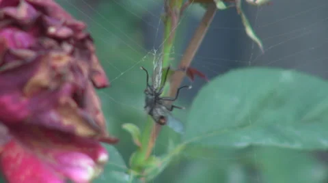 Beautiful spider webbing hunt structure ... | Stock Video | Pond5