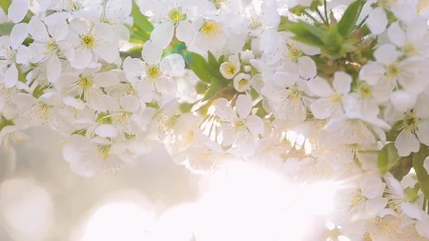 Spring Floral Border Stock Videos – Royalty-Free HD & 4K Videos