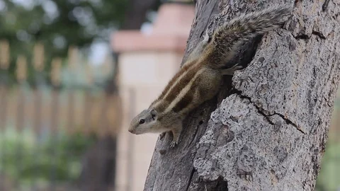 Video H2Dev Full Stock Videos – Royalty-Free HD & 4K Videos