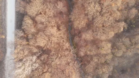 Straight Forest Road Stock Videos – Royalty-Free HD & 4K Videos