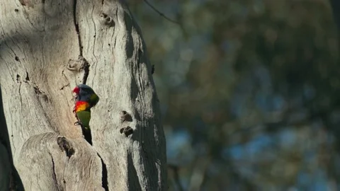 Beautiful stunning Australian Rainbow lo... | Stock Video | Pond5