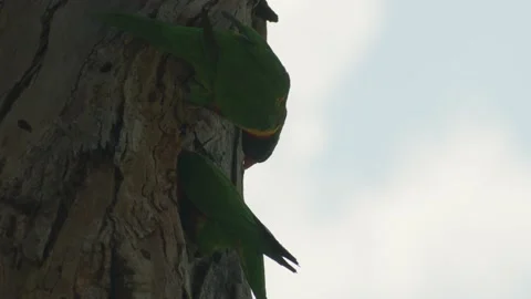 Beautiful stunning Australian Rainbow lo... | Stock Video | Pond5