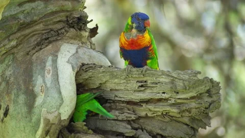 Beautiful stunning Australian Rainbow lo... | Stock Video | Pond5