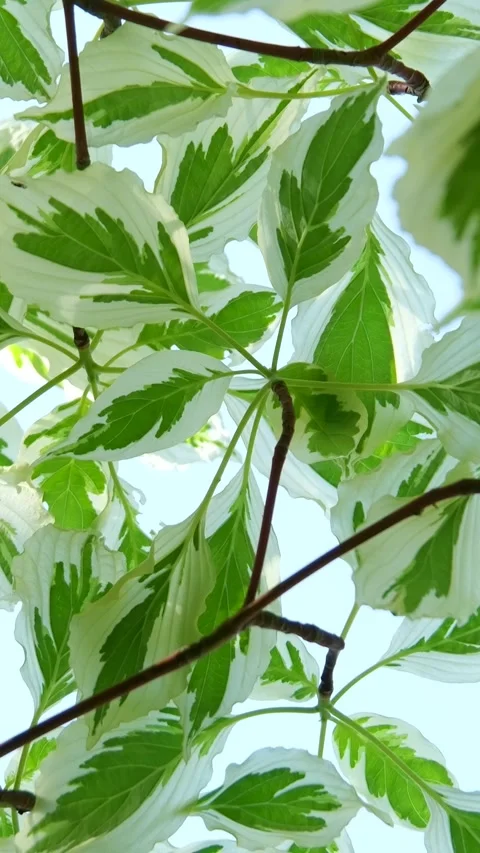 Beautiful summer sun between green leave... | Stock Video | Pond5