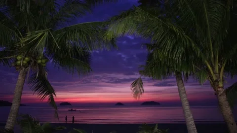 Sunset Beach Tree Stock Videos – Royalty-Free HD & 4K Videos