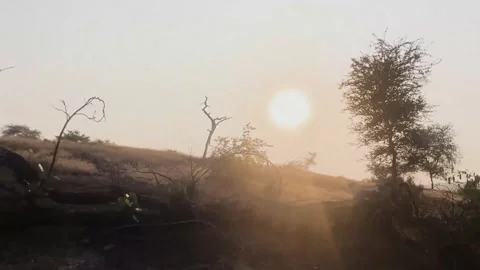 Beautiful Tiger Sunset Stock Videos – Royalty-Free HD & 4K Videos