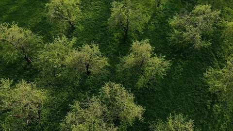 Beautiful top view of green forest and g... | Stock Video | Pond5