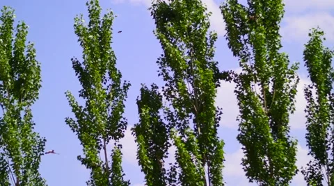 Beautiful Trees Lightly Blowing in the W... | Stock Video | Pond5