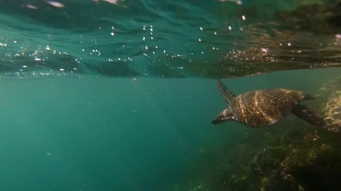 Galapagos Turtle Stock Video Footage | Royalty Free Galapagos Turtle ...