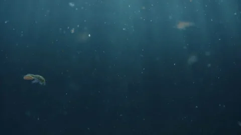 Beautiful underwater scene with floating... | Stock Video | Pond5
