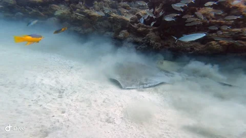 Sting Scene 3 Stock Videos – Royalty-Free HD & 4K Videos | Pond5