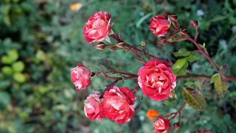 Beautiful variegated red roses in rose g... | Stock Video | Pond5