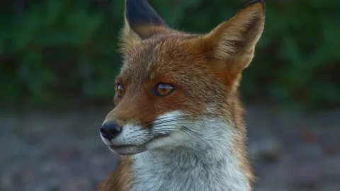 Beautiful watchful Red Fox staring off s... | Stock Video | Pond5