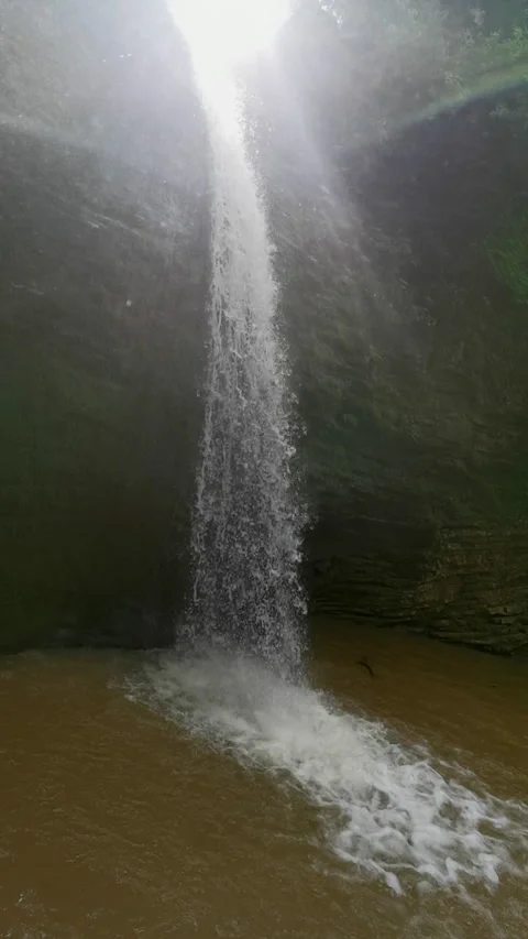 Fresh Forest Per Stock Videos – Royalty-Free HD & 4K Videos | Pond5