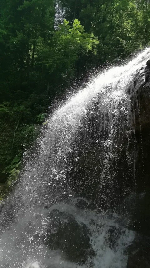 Fresh Forest Per Stock Videos – Royalty-Free HD & 4K Videos | Pond5