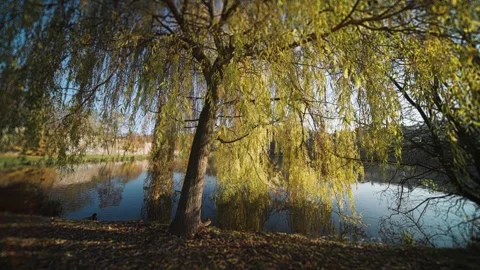 A beautiful weeping willow tree on the b... | Stock Video | Pond5