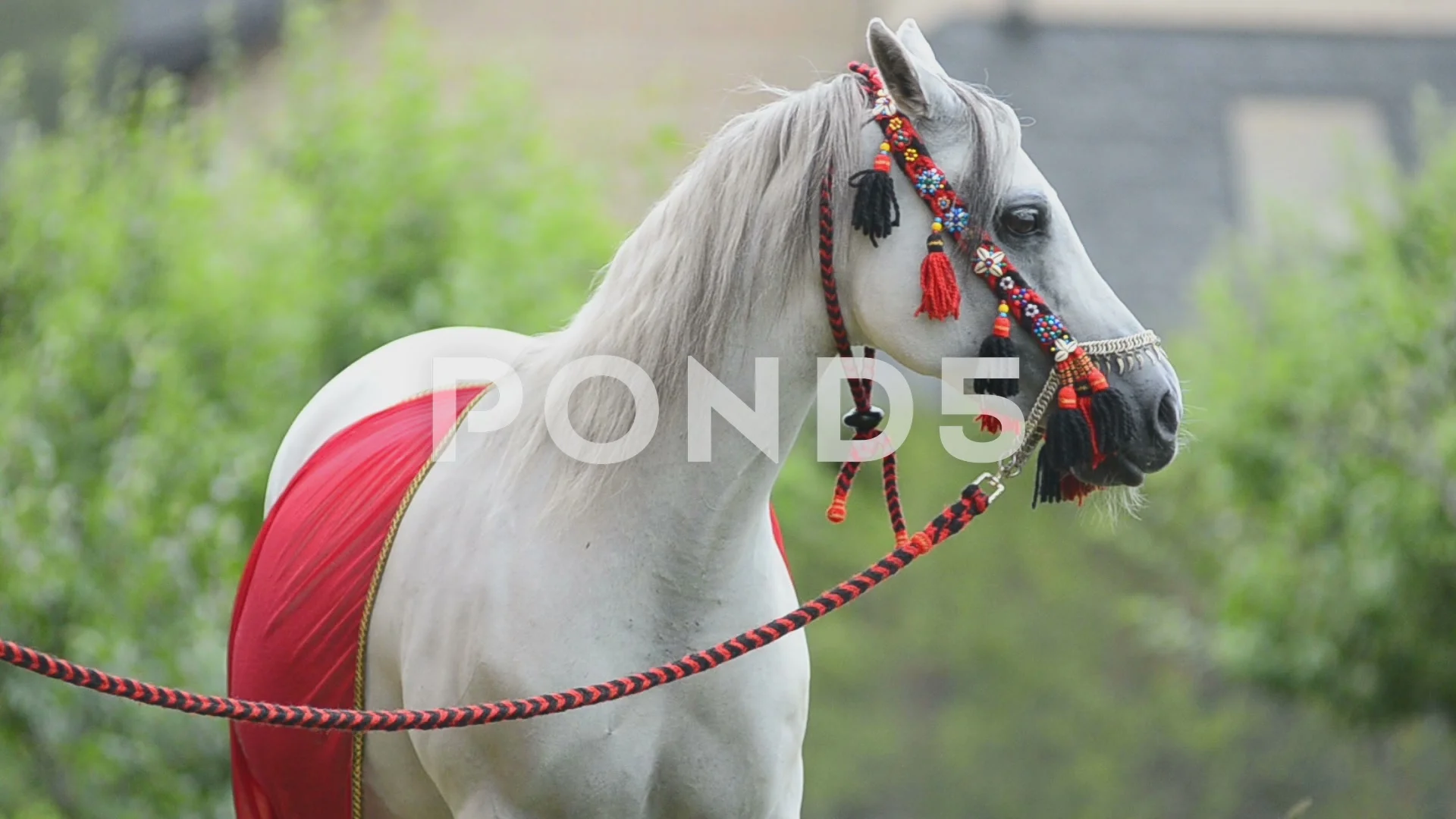 Beautiful White Arabian Horses