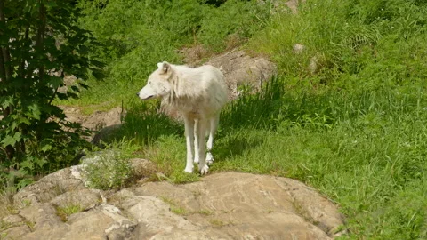 Beautiful white Artic Wolf walking on gr... | Stock Video | Pond5