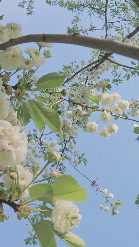 Double Hanging Stock Videos – Royalty-Free HD & 4K Videos