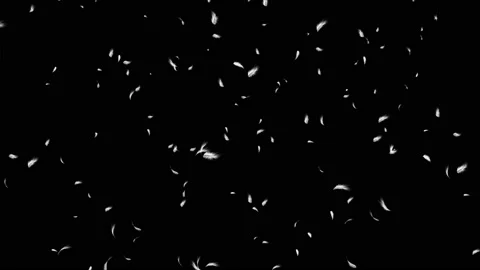 White Sky Down Stock Videos – Royalty-Free HD & 4K Videos | Page 2