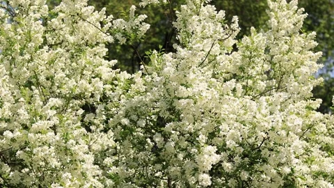 White Springo Plant Stock Videos – Royalty-Free HD & 4K Videos