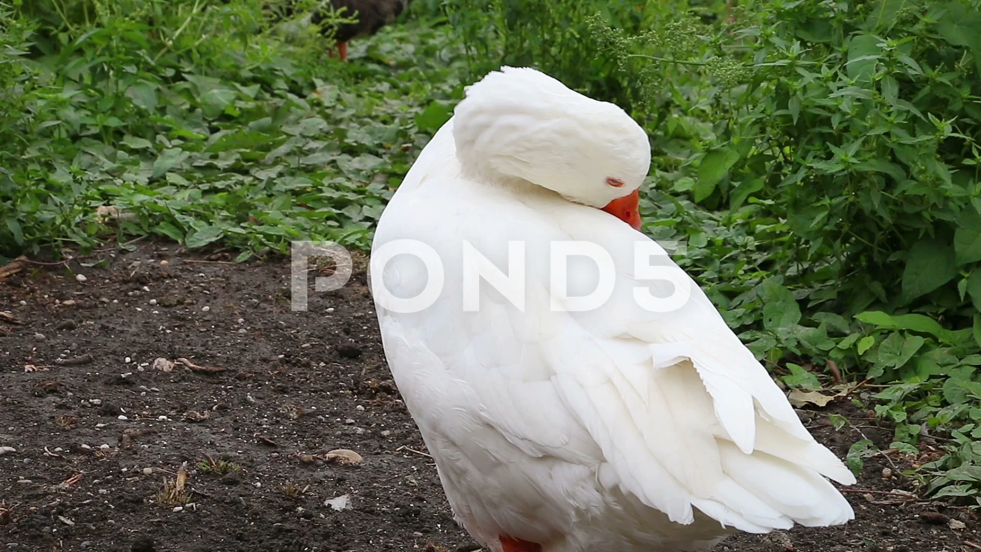 Beautiful White Goose