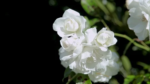 Beautiful white rose shrub. Close-up on ... | Stock Video | Pond5