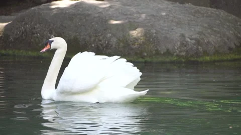 Beautiful white swan with fluffy wings f... | Stock Video | Pond5