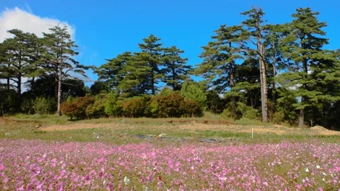 Pink Flower Wallpaper Stock Videos – Royalty-Free HD & 4K Videos