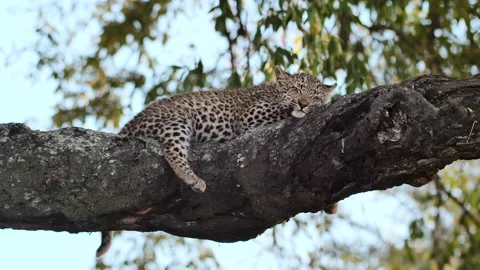 Sleeping Leopard Stock Video Footage | Royalty Free Sleeping Leopard ...