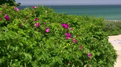 Beautiful Wild Roses - Baltic Sea, North... | Stock Video | Pond5