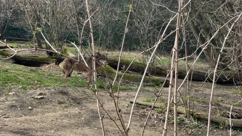 A beautiful wolf spends his time at his ... | Stock Video | Pond5