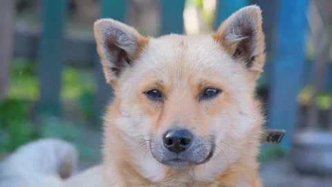 A beautiful yellow dog is looking at the... | Stock Video | Pond5