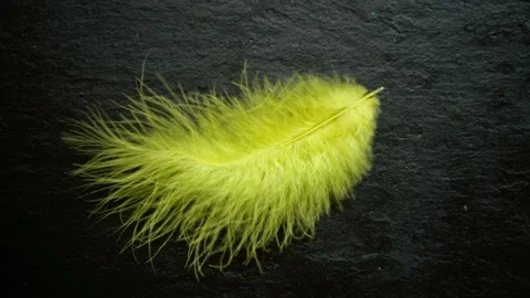 A beautiful yellow feather lies on a bla... | Stock Video | Pond5