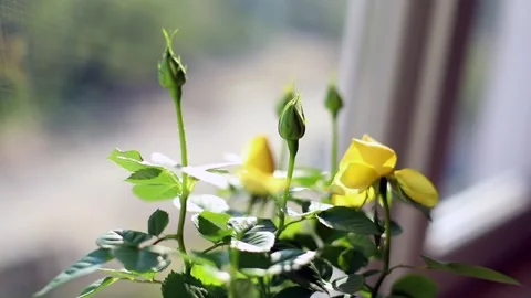 Clipart Of Roses Stock Videos – Royalty-Free HD & 4K Videos