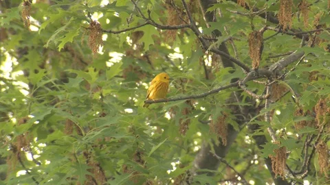 Warbler Bird Sound Stock Videos – Royalty-Free HD & 4K Videos | Pond5