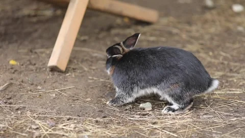 Wildlif Ch Stock Videos – Royalty-Free HD & 4K Videos | Pond5