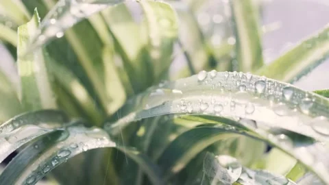 A beautiful zoomed-in video of a green p... | Stock Video | Pond5