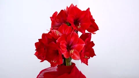 Red D Meaning Stock Videos – Royalty-Free HD & 4K Videos