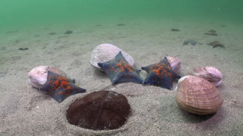 Beauty shell and starfish close-up of sa... | Stock Video | Pond5