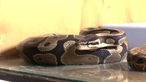 Beauty of snake skin pattern and head, b... | Stock Video | Pond5