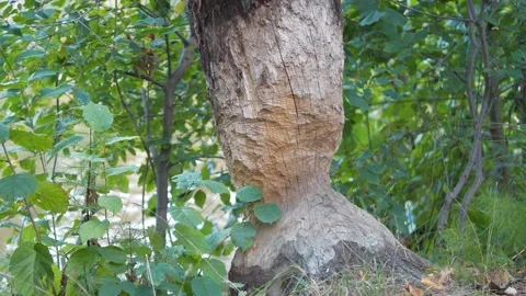 Beaver bite marks on a trunk of tree by ... | Stock Video | Pond5