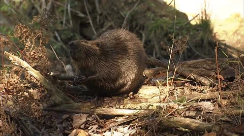 Beaver Log Stock Footage ~ Royalty Free Stock Videos | Pond5