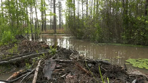 Beaver dam and pond, spring, SE USA | Stock Video | Pond5