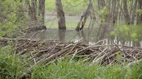 Beaver dam construction in stream using ... | Stock Video | Pond5